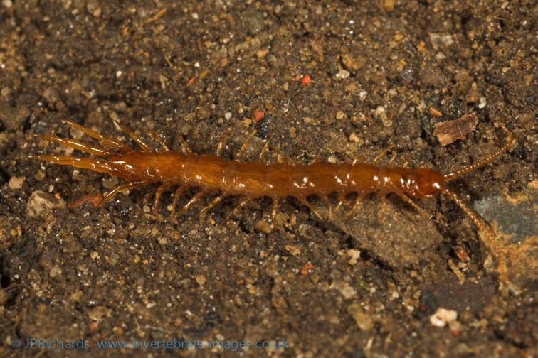 Lithobius microps | British Myriapod and Isopod Group